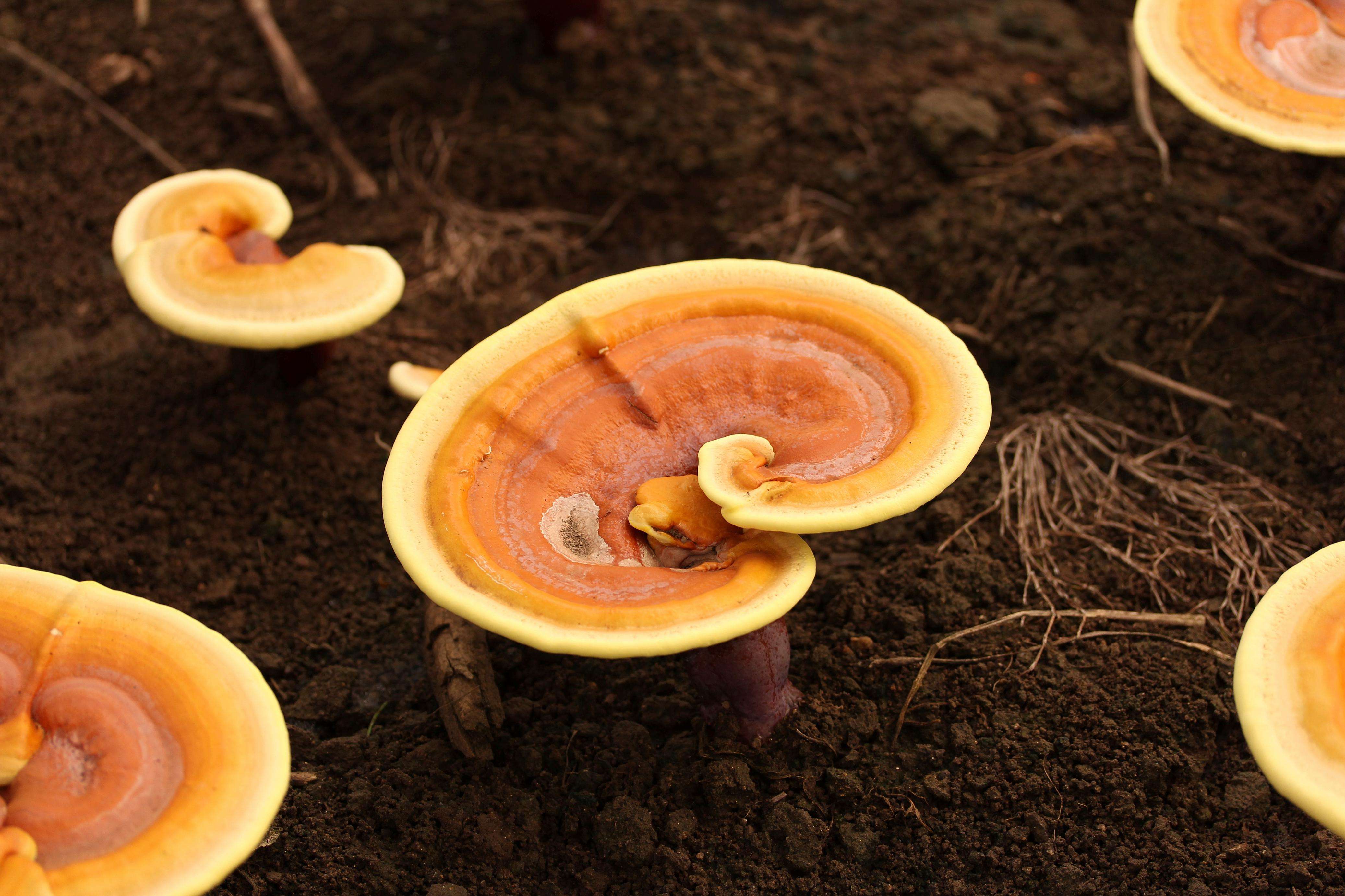 ganoderma lucidum extract,reishi spore oil,reishi spore powder; icariin 60%